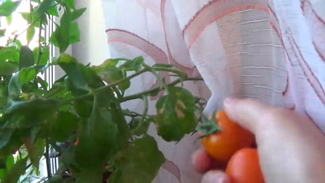 Салат. Огород на окошке.