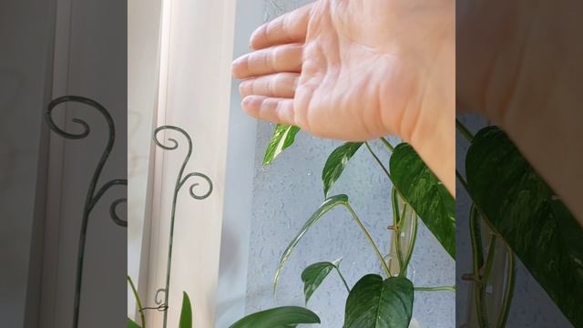 #Эпипремнум Пиннатум вариегатный?Одобрил новое место?? #цветы #растения #уход #освещение #shorts