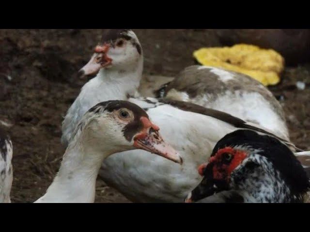 Индоутка или мулард//Как отличить шептунов от других уток.