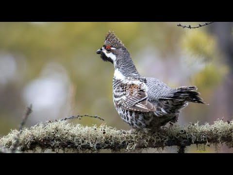 НА РЯБЧИКА С Манком / УДАЧНАЯ ОХОТА / Как правильно свистеть?