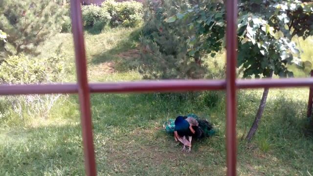 Песцу и оленю плохо от жары в Ижевском зоопарке, а павлины прячутся в тенечке