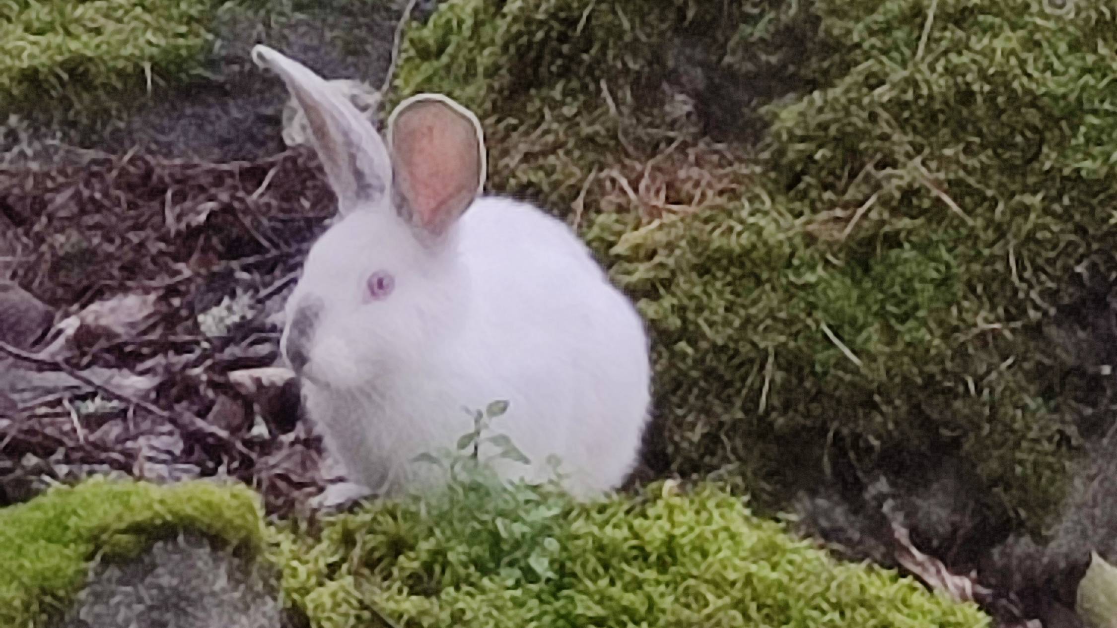 БЕЛЫЙ КРОЛИК НА ОСТРОВЕ ЧУНГА-ЧАНГА 17.08.24