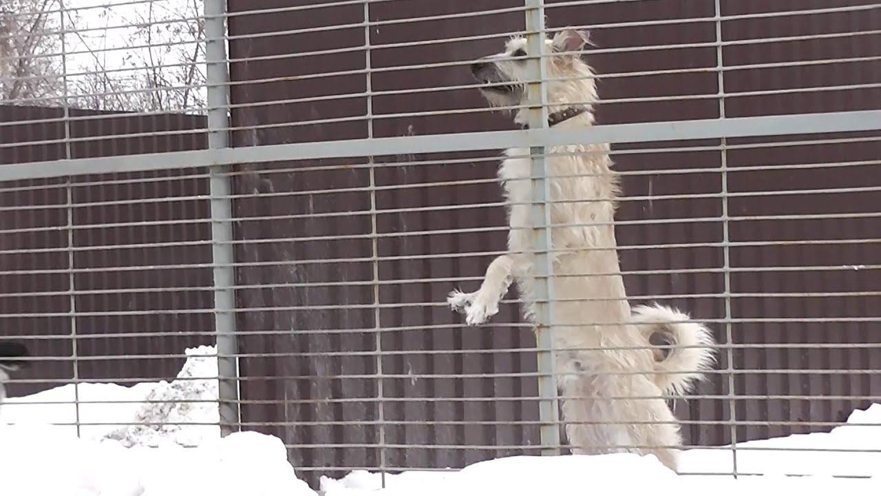 Доброе утро.. Здравствуй новый день. Зоогостиница «Территория Животных»