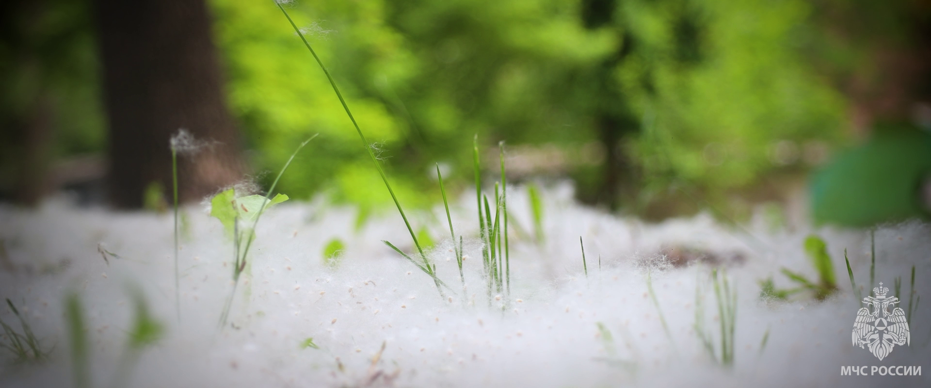 Поджигая пух - подумай о последствиях!