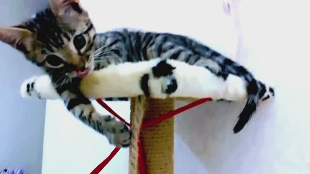 Мяу МИЛОТА!!!