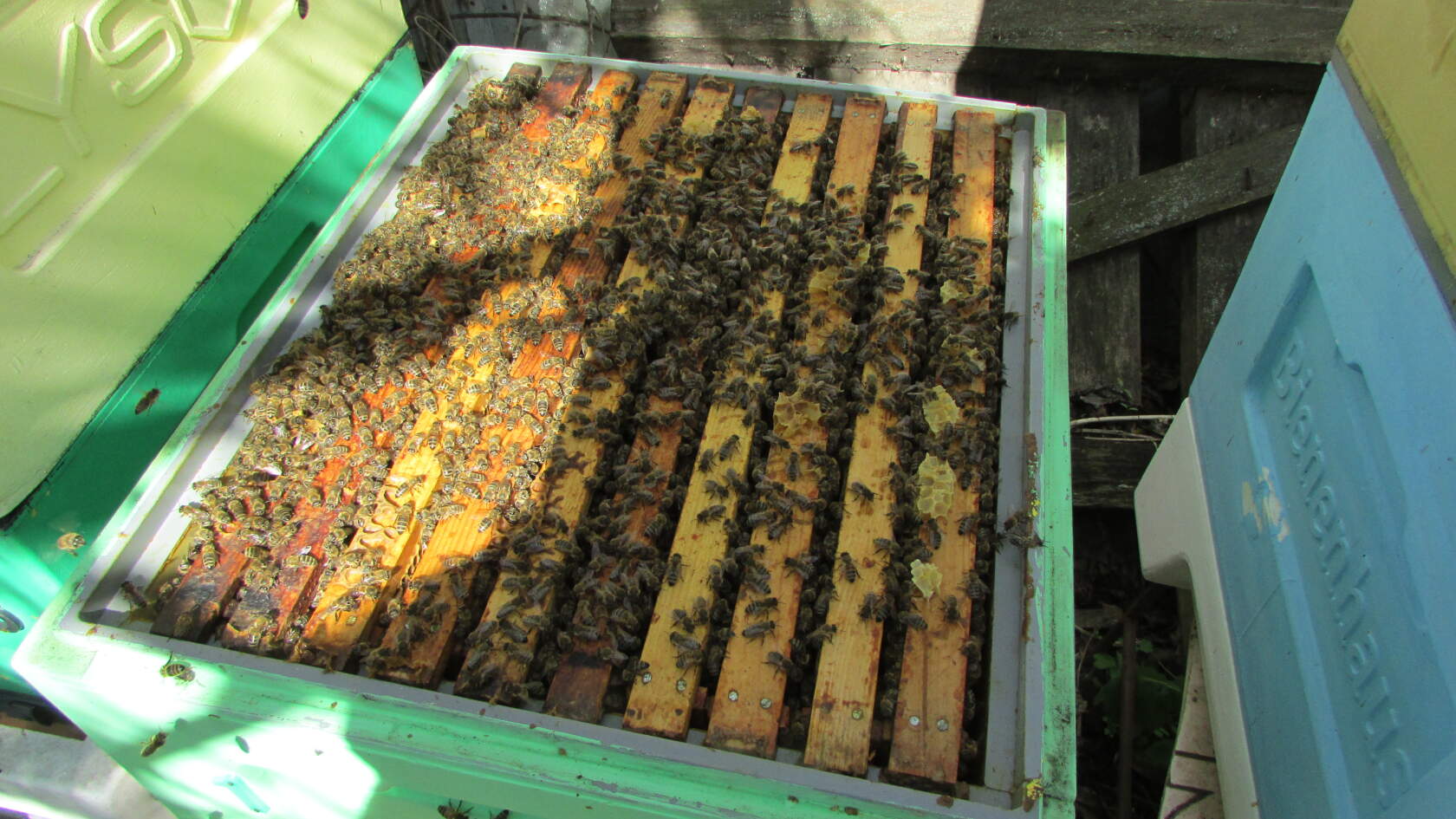 Ответы на вопросы - Игорь, почему у тебя местная пчела на основе карпатки , а не на основе русской