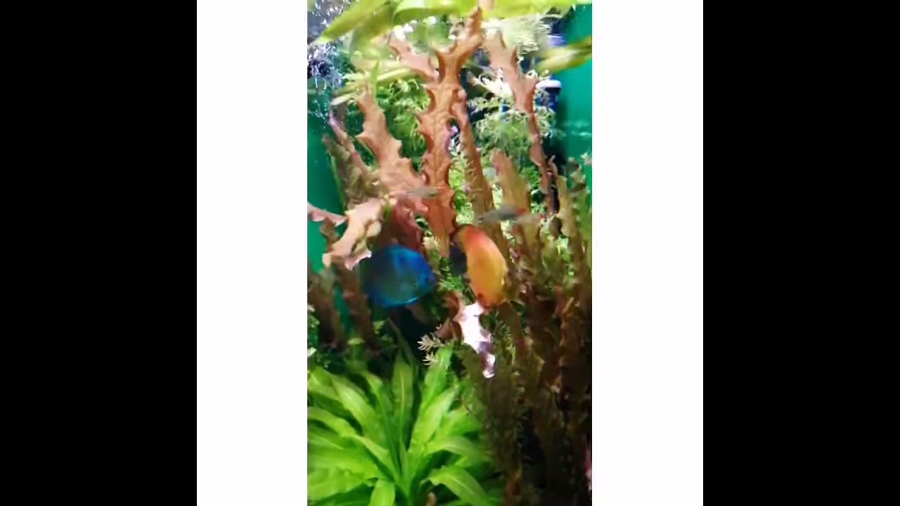 Тропические рыбки Подводные съемки. Аквариум