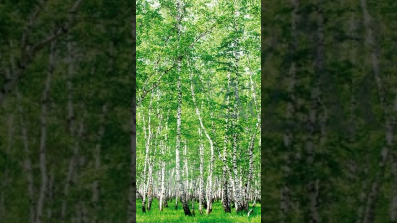 Нежная песенка.  Окуджава  Булат - Мама, белая голубушка...