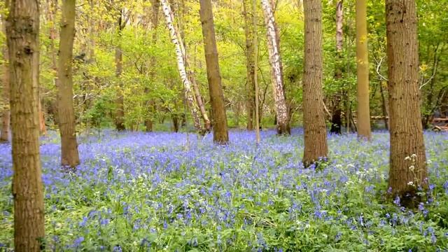 КОЛОКОЛЬЧИК.mp4