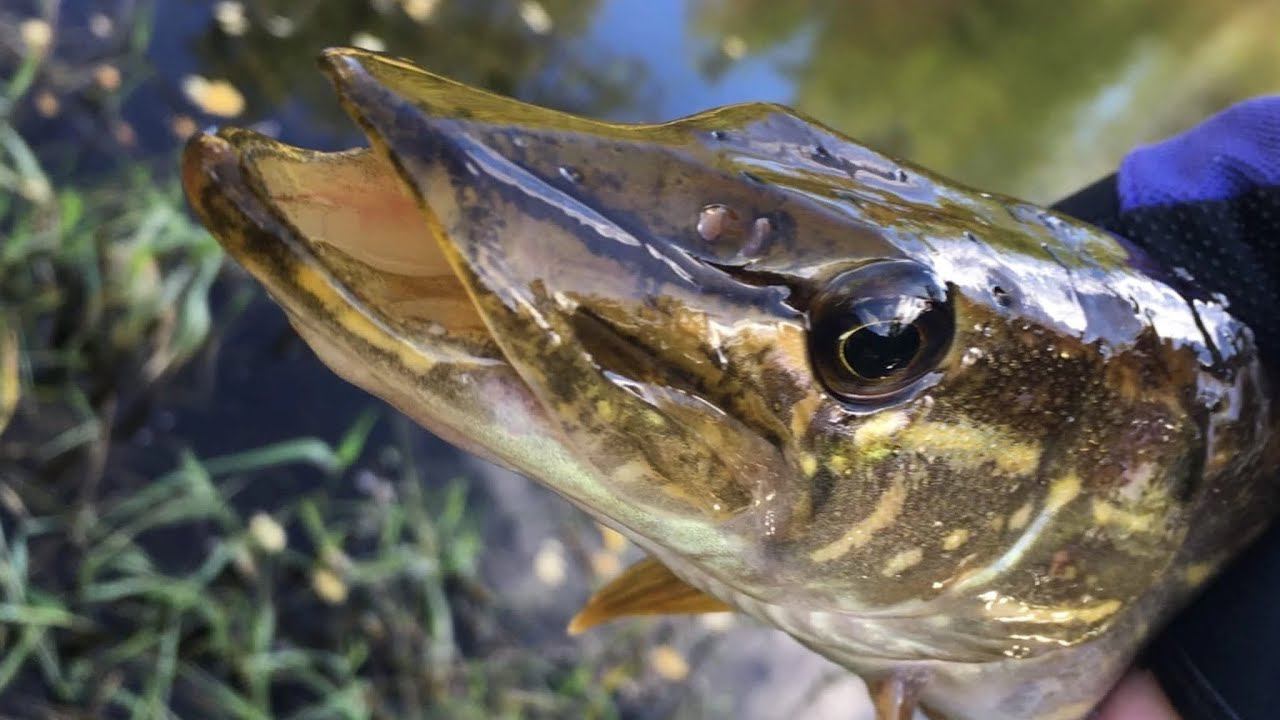 Осенние скитания на реке! Рыбалка на спиннинг!