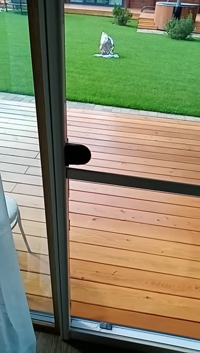 Москитная Сетка: Анти-Кот.
Система: Araknis.