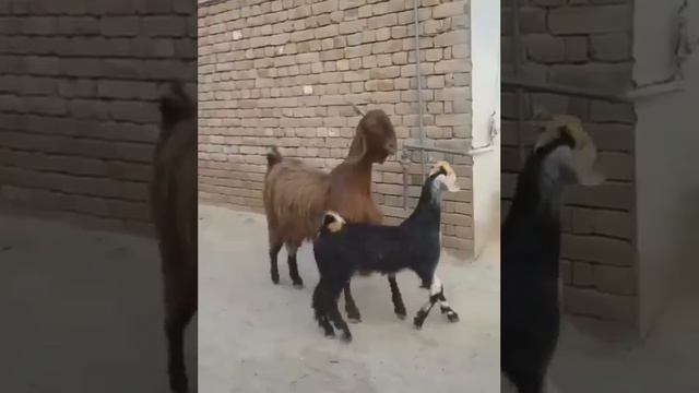 VID_20221221_222137_225.mp4