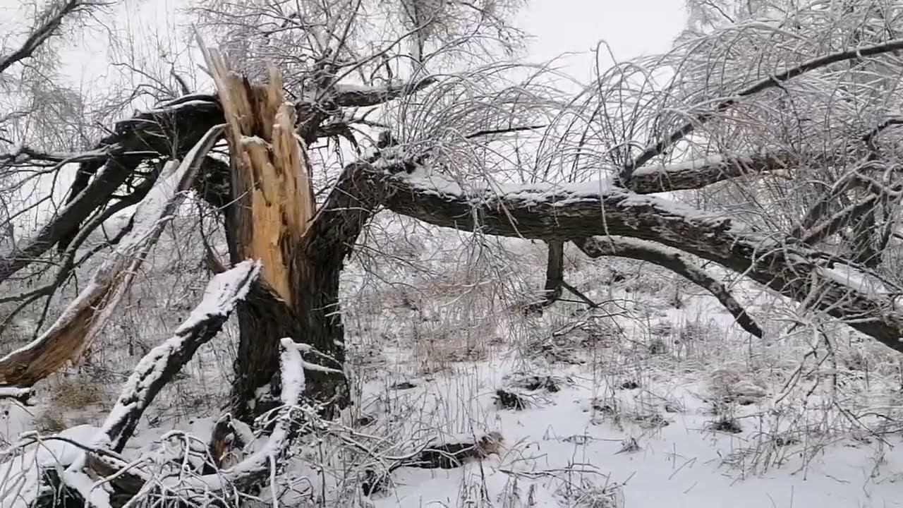 После ледяного дождя. Ледяному покрову на деревьях сможет помочь только сама погода.