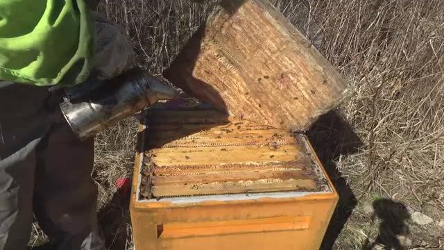 Обилие напрыска и свежей пыльцы в семьях, ещё одна ПС на 10 рамках на 18.04.2021 - нашёл Матку