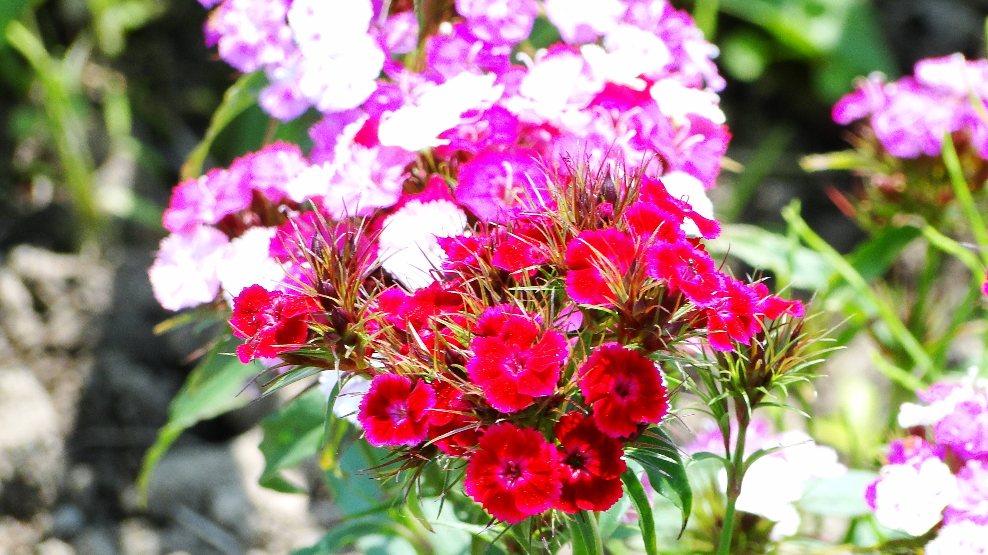 Цветы 2017 г. Слайд шоу.