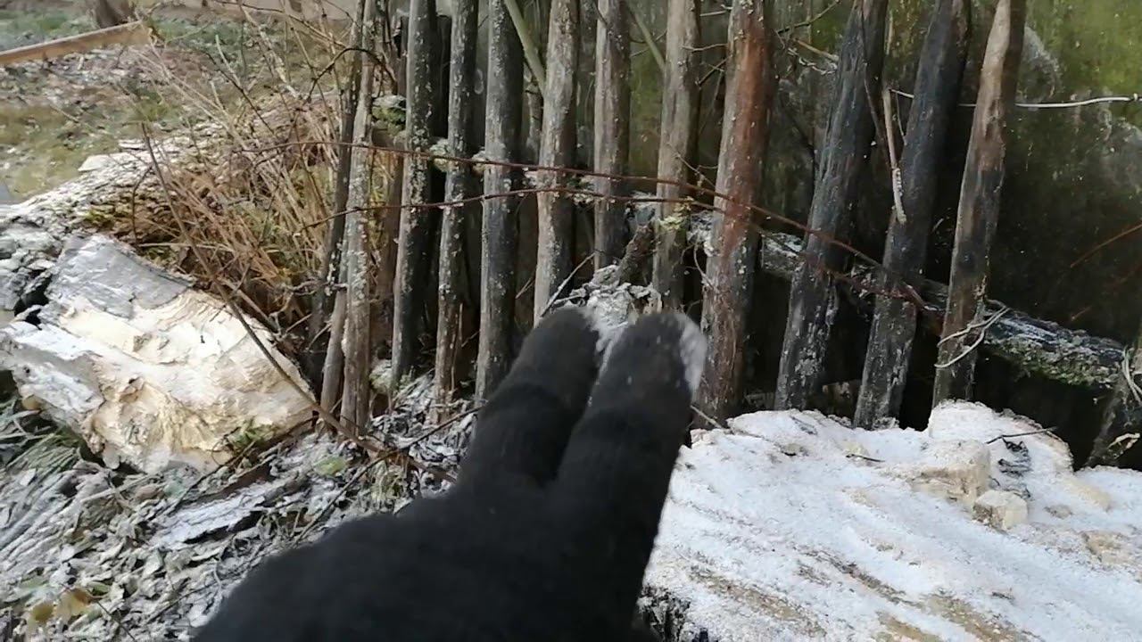 Теория направленной валки деревьев на примере отдельно взятого дерева