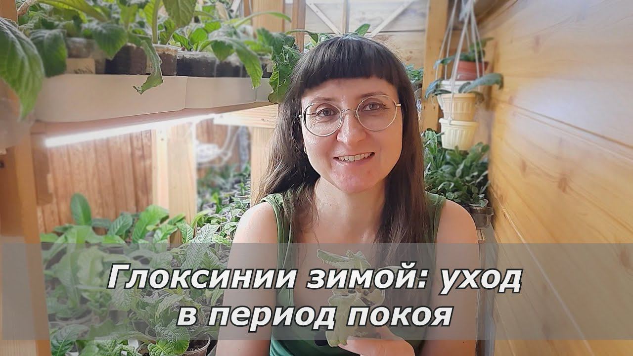 Глоксинии Зимой: уход в период покоя