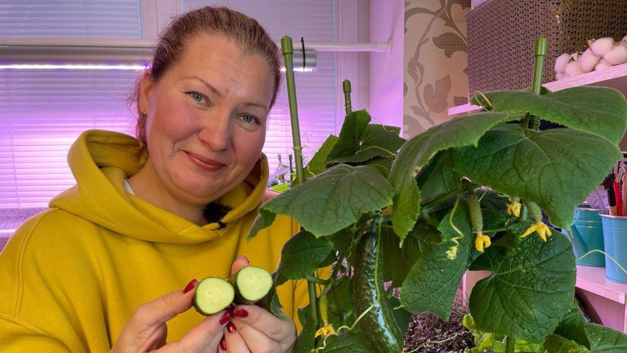 Снимаем огурцы-зеленцы с подоконника, урожай к Новому году