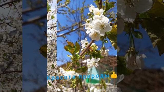 Красота весны