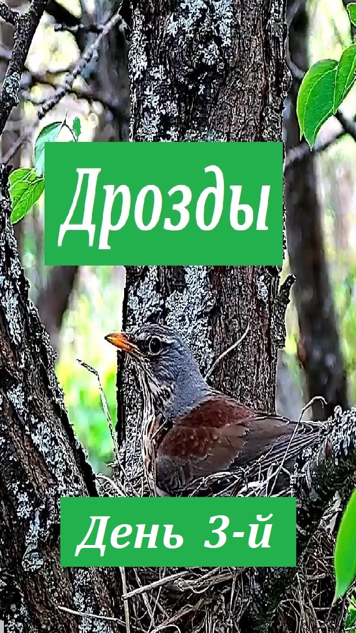 Птица дрозд. Тайны семейной жизни. День третий