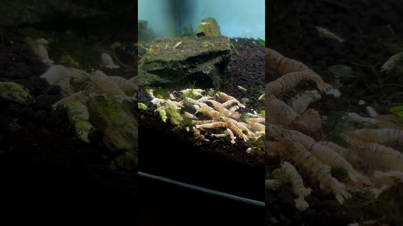 Удивительное рядом. Пир во время чумы. #аквариум #aquarium #aquascape #креветки #shrimp