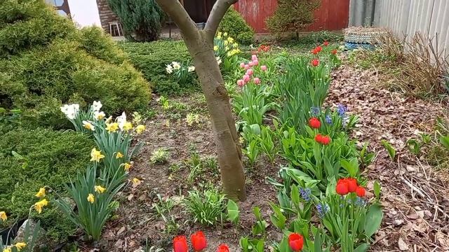 Мой сад.Мечта не сбудется.У нас  гость  кот КОМПОТ..mp4