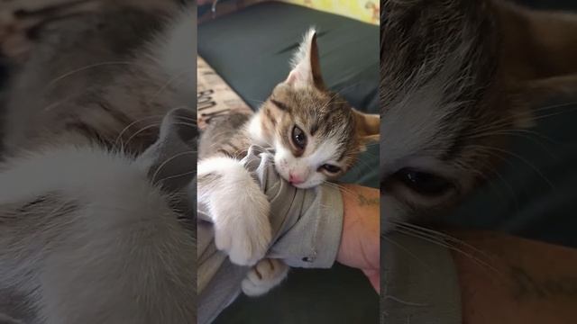 НАКА?ДИКАЯ ЛЬВИЦА