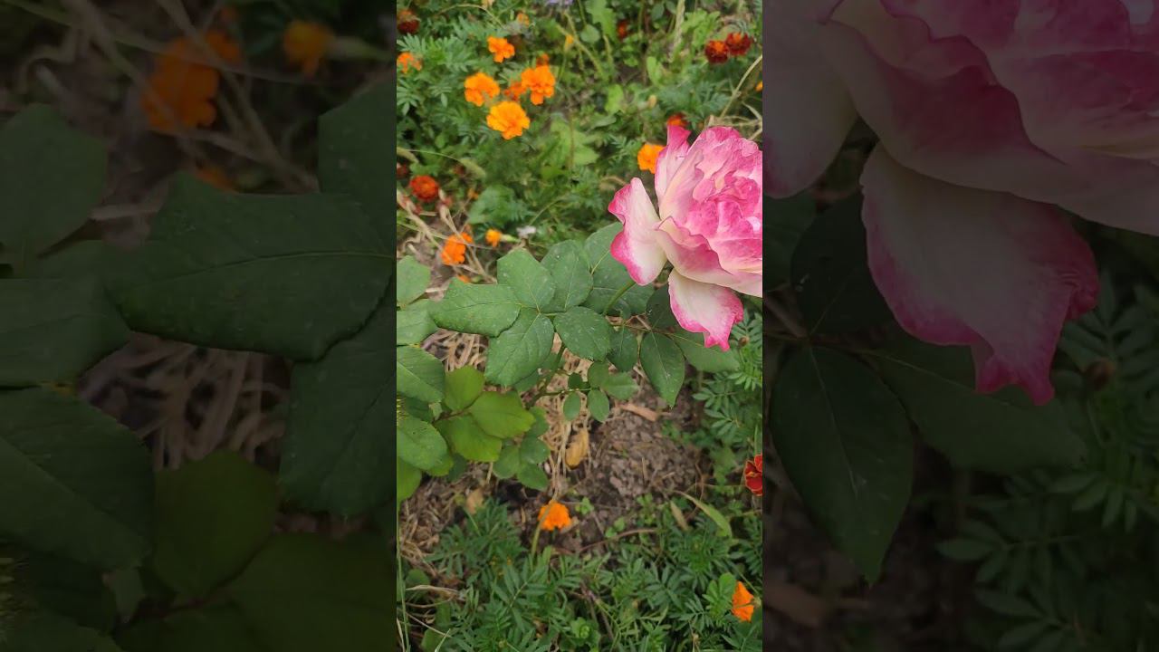 Роза дабл делайт в сентябре 2023г