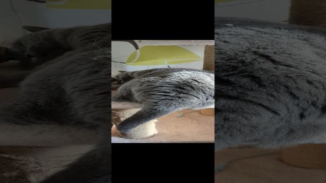 Весенняя кошь ☀️