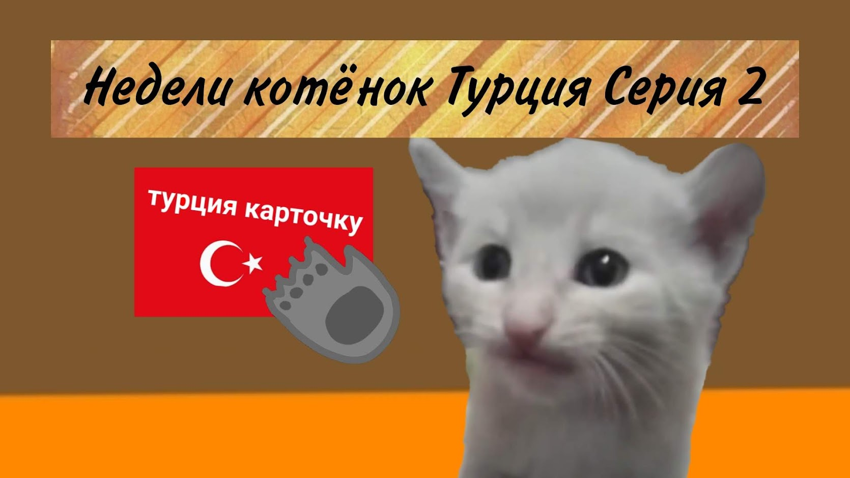 Недели котёнок Турция Серия 2