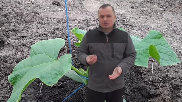 Какие огурцы лучше всего подойдут для открытого грунта.mp4