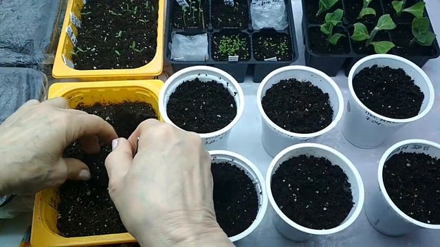 Пикировка петунии в отдельные стаканы