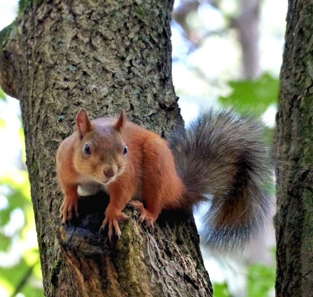 Красивые озорные белки. Музыка для настроения вашего дня.