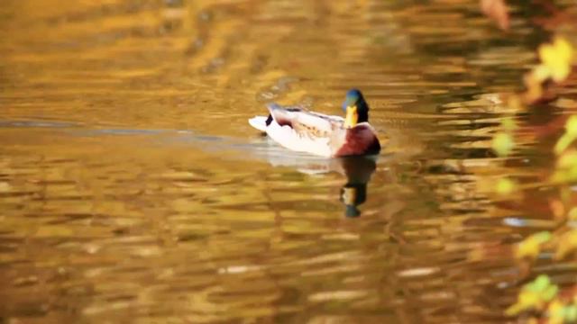 БАБЬЕ ЛЕТО_99 г