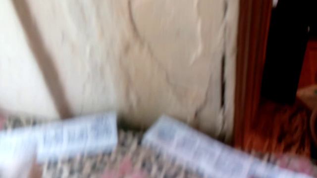 Прогноз кошки Пуши на игру ЧЕ-2024 Словения - Сербия и Англия - Дания