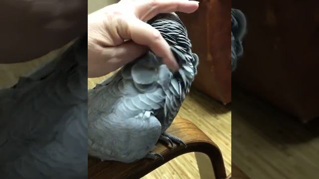 Жако наслаждается поглаживанием