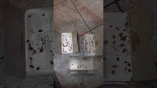 Клеевые ловушки Farmex. Эффективны?|Подпишись 👍| #клеевыеловушкиоттараканов