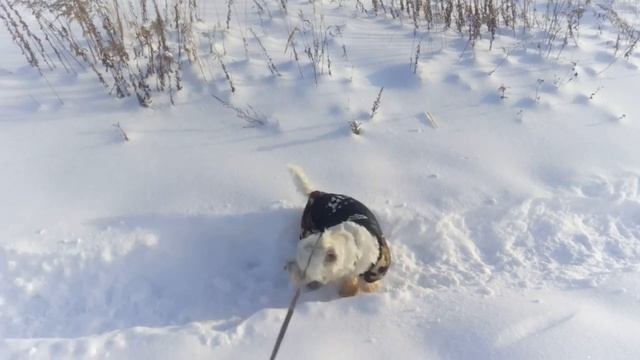 Новый 2021 сезон.mp4