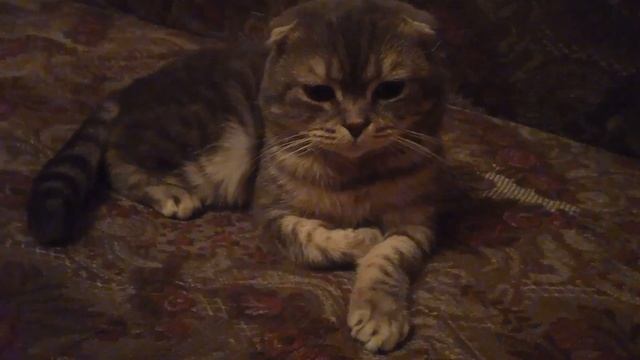 Мохнатый Друг