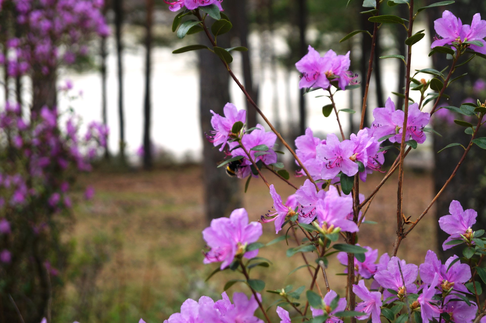 Цветущий маральник в Горном Алтае