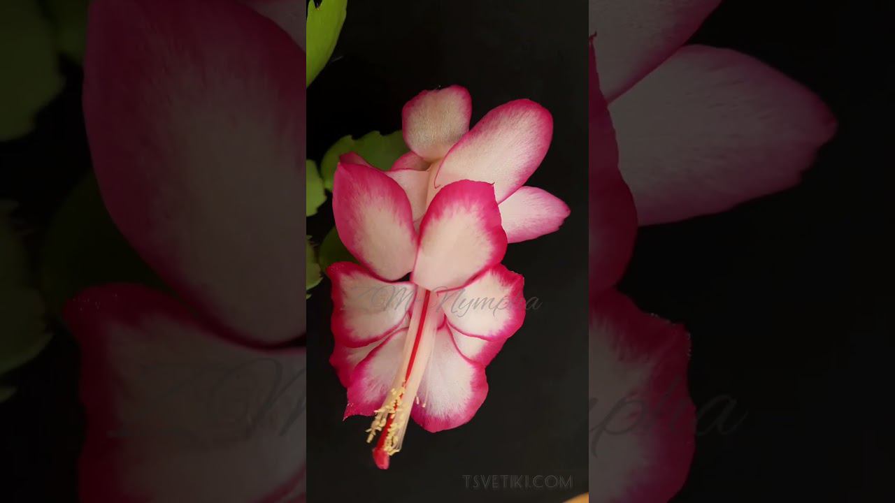 Шлюмбергера ZM-Nympha. Новинка 2024! #shots