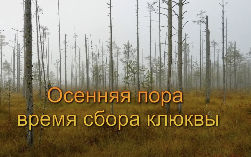 Осенняя пора время сбора клюквы.