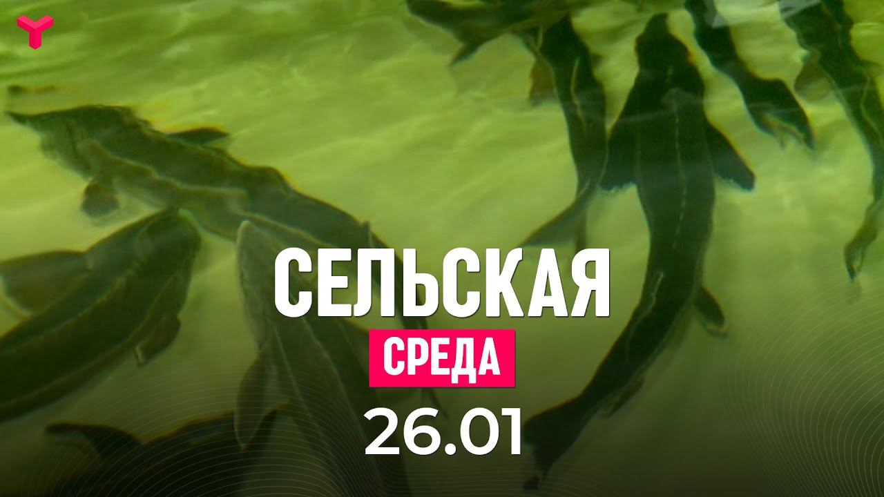 Сельская среда 26.01.2022