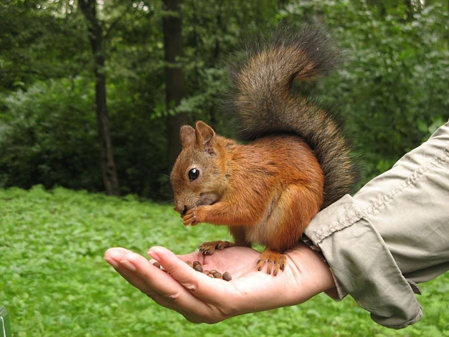 Белочка пришла)