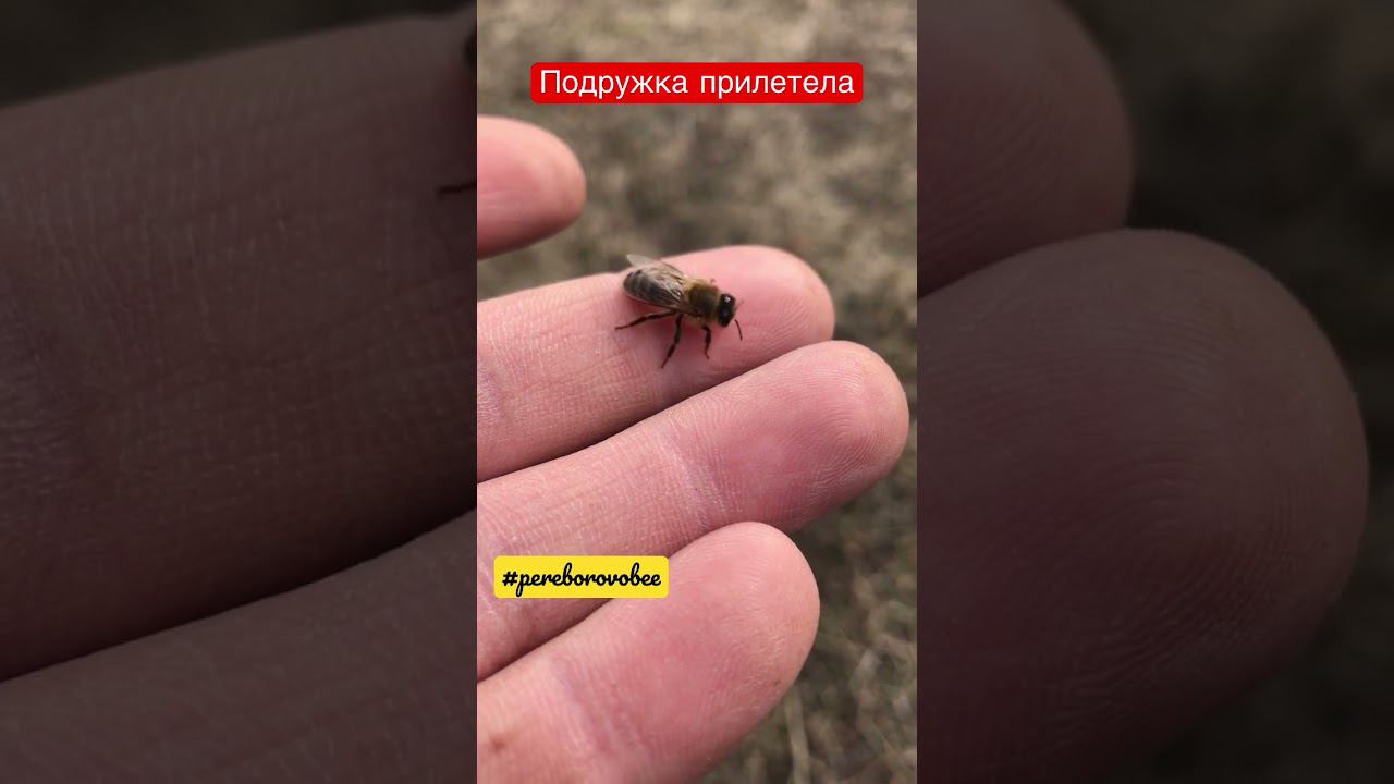 Подружка прилетела#pereborovobee #пчеловодство #мёд #природа