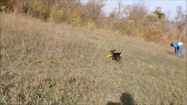 Пинчер Джинджер (стремительная) и фризби ).mp4