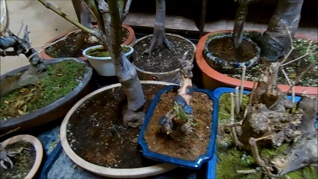 Бонсай зимовка деревьев в бытовке январь 2023 год  Bonsai wintering of trees in a shed January 2023