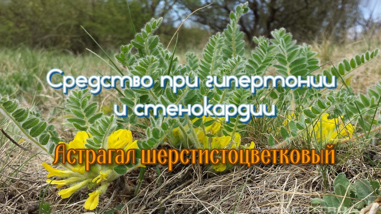 Средство при гипертонии и стенокардии. Астрагал шерстистоцветковый