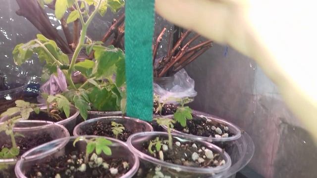 Томаты "Балконное чудо"