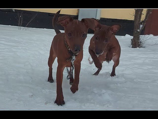 Первая прогулка щенков цвергпинчера / First walk of miniature pinscher puppies